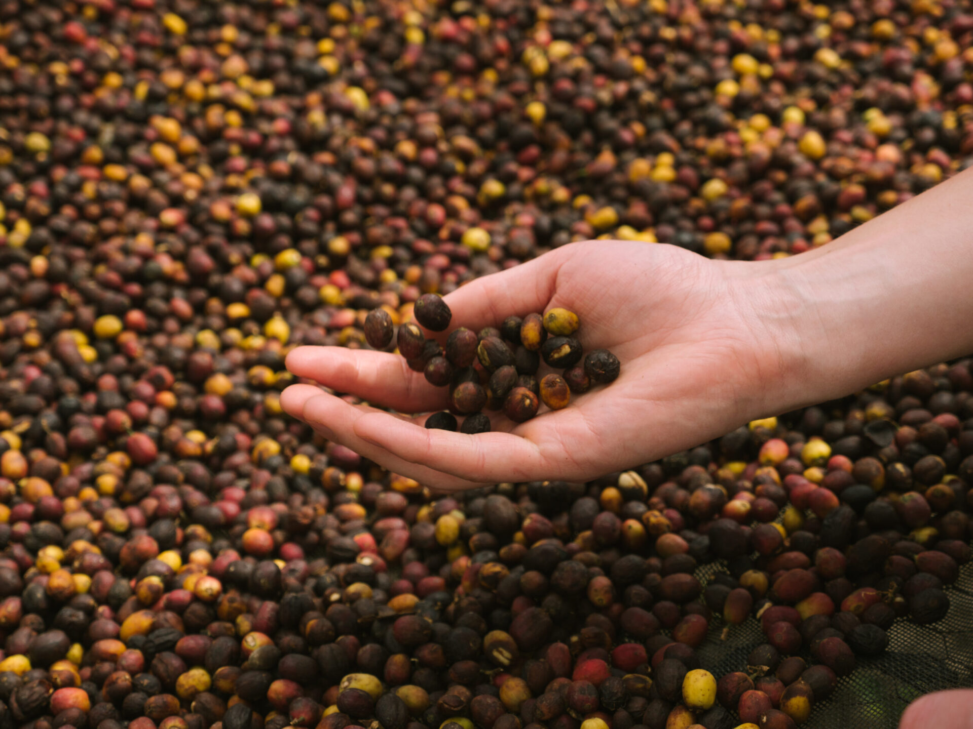 An introduction to natural processing: world’s oldest coffee processing ...